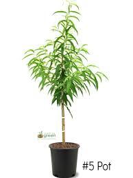 Peach Tree Texas Star | Grow Wild Greenery