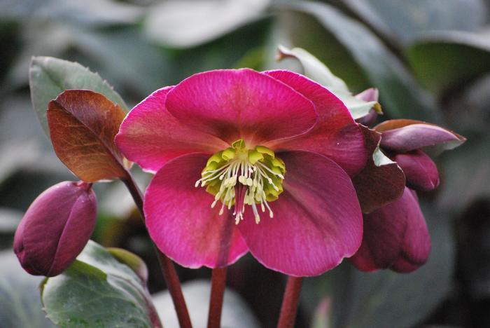 Helleborus Honeymoon® Rio Carnival Lenten Rose | Grow Wild Greenery
