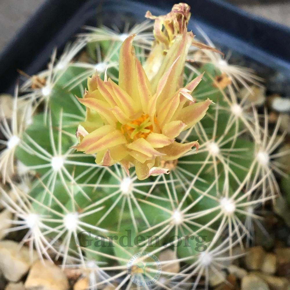 Escobaria missouriensis - Missouri foxtail cactus | Grow Wild Greenery