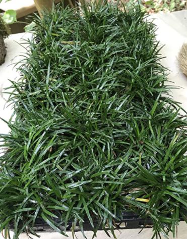 Mondo Grass | Grow Wild Greenery