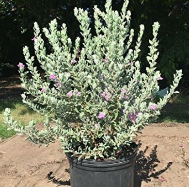 Compact Texas Sage - Leucophyllum Compactum | Grow Wild Greenery