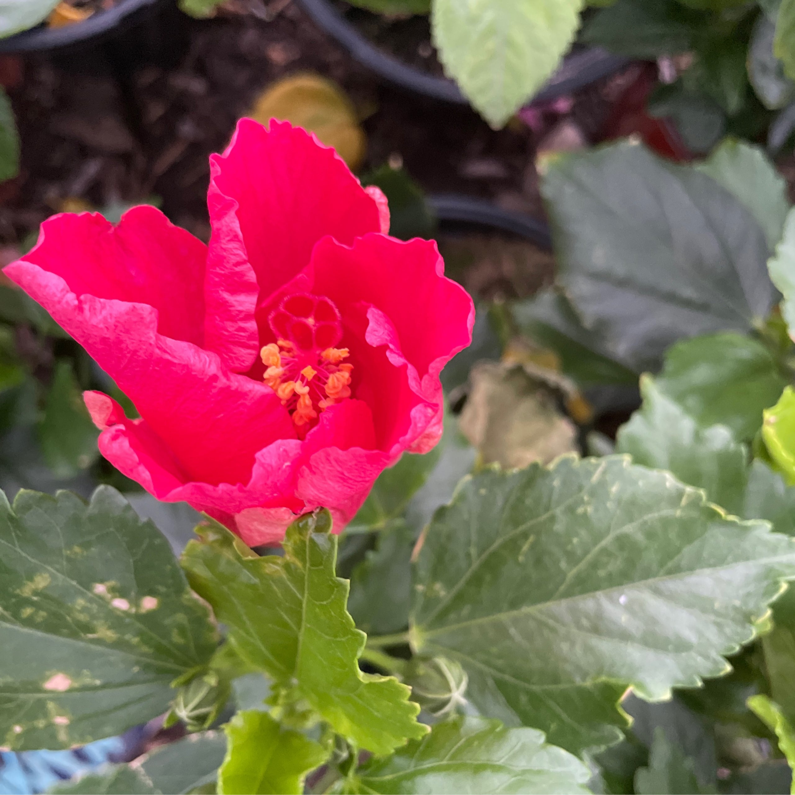 Tropical Hibiscus Passion Wind | Grow Wild Greenery