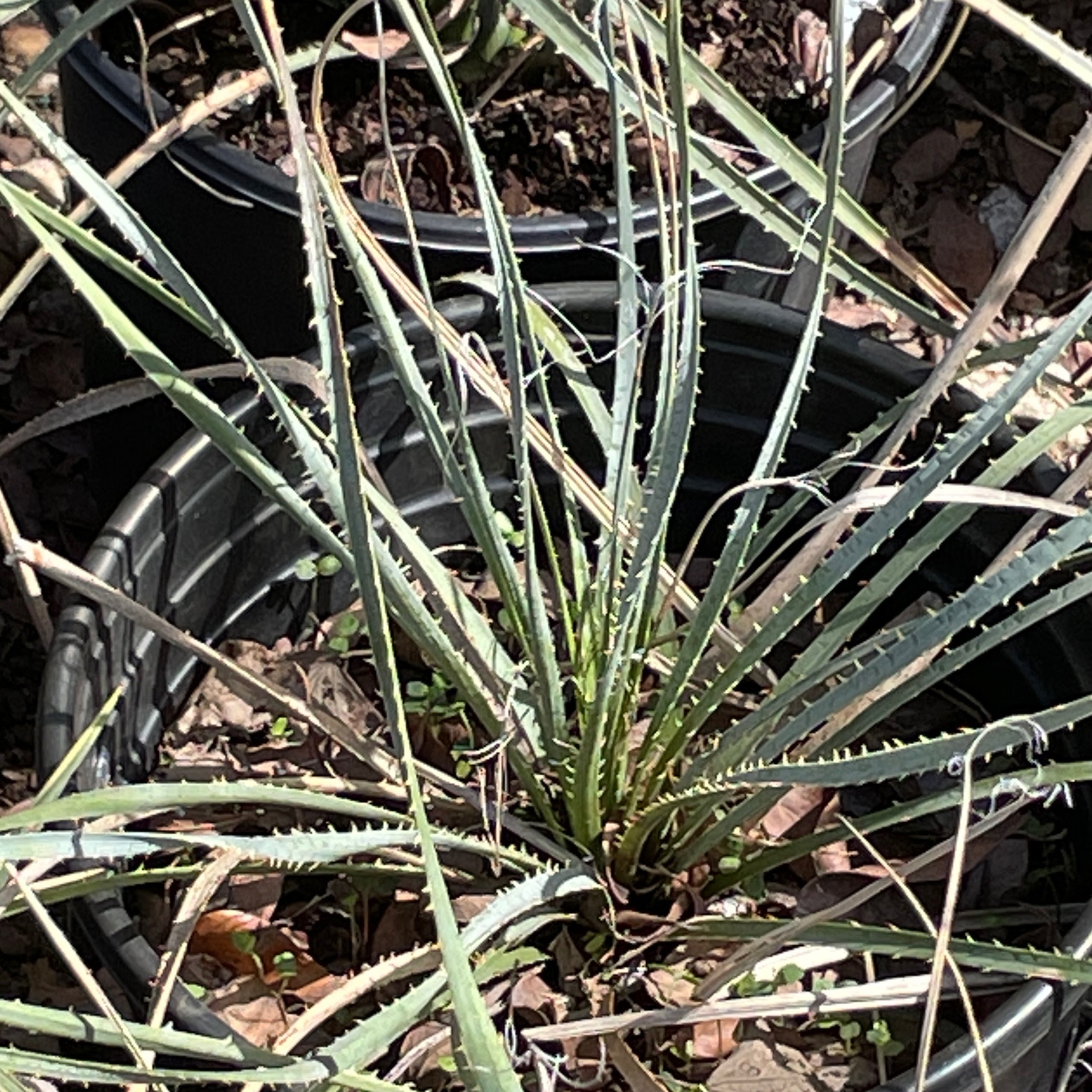 Common Green Sotol - Dasylirion Wheeleri - Desert Spoon | Grow Wild ...