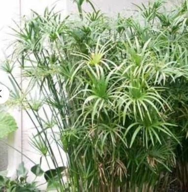 Umbrella Plant - Cyperus Diffusus | Grow Wild Greenery
