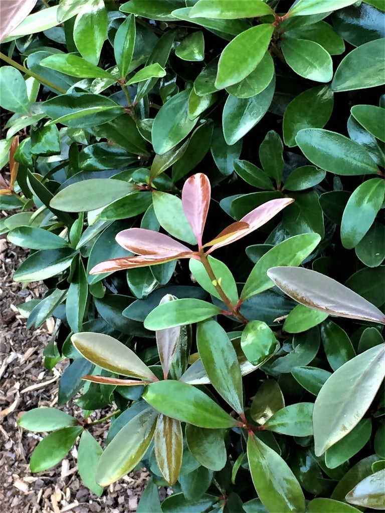 Cleyera Japonica - | Grow Wild Greenery