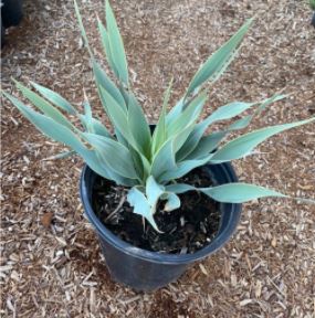 Yucca Pallida - Pale Leaf Yucca - Powder Blue | Grow Wild Greenery