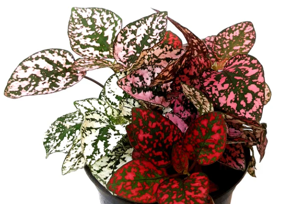 Hypoestes - 3 varieties: Splash Red, Rose or White | Grow Wild Greenery