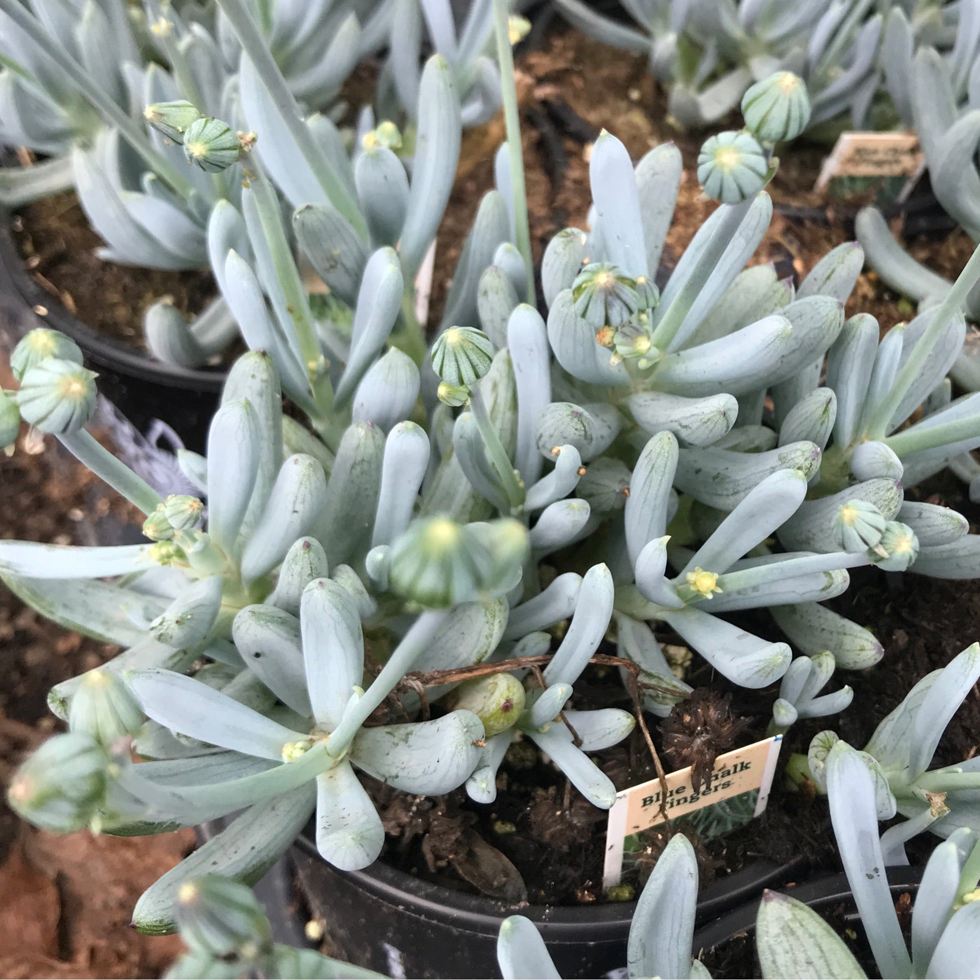 Blue Chalk Fingers | Grow Wild Greenery