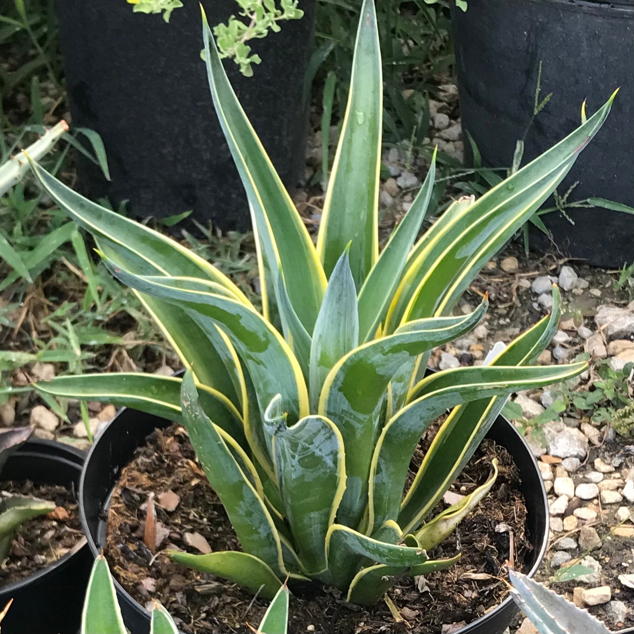 Desmettiana Agave Variegated - Smooth Agave - Miradorensis - Dwarf ...
