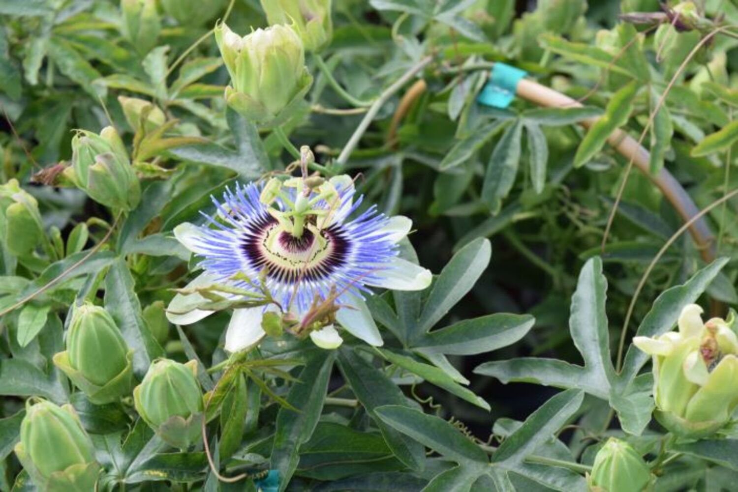 Passion Vine - Blue Crown - White with Blue Center - Passiflora Caerulea | Grow Wild Greenery
