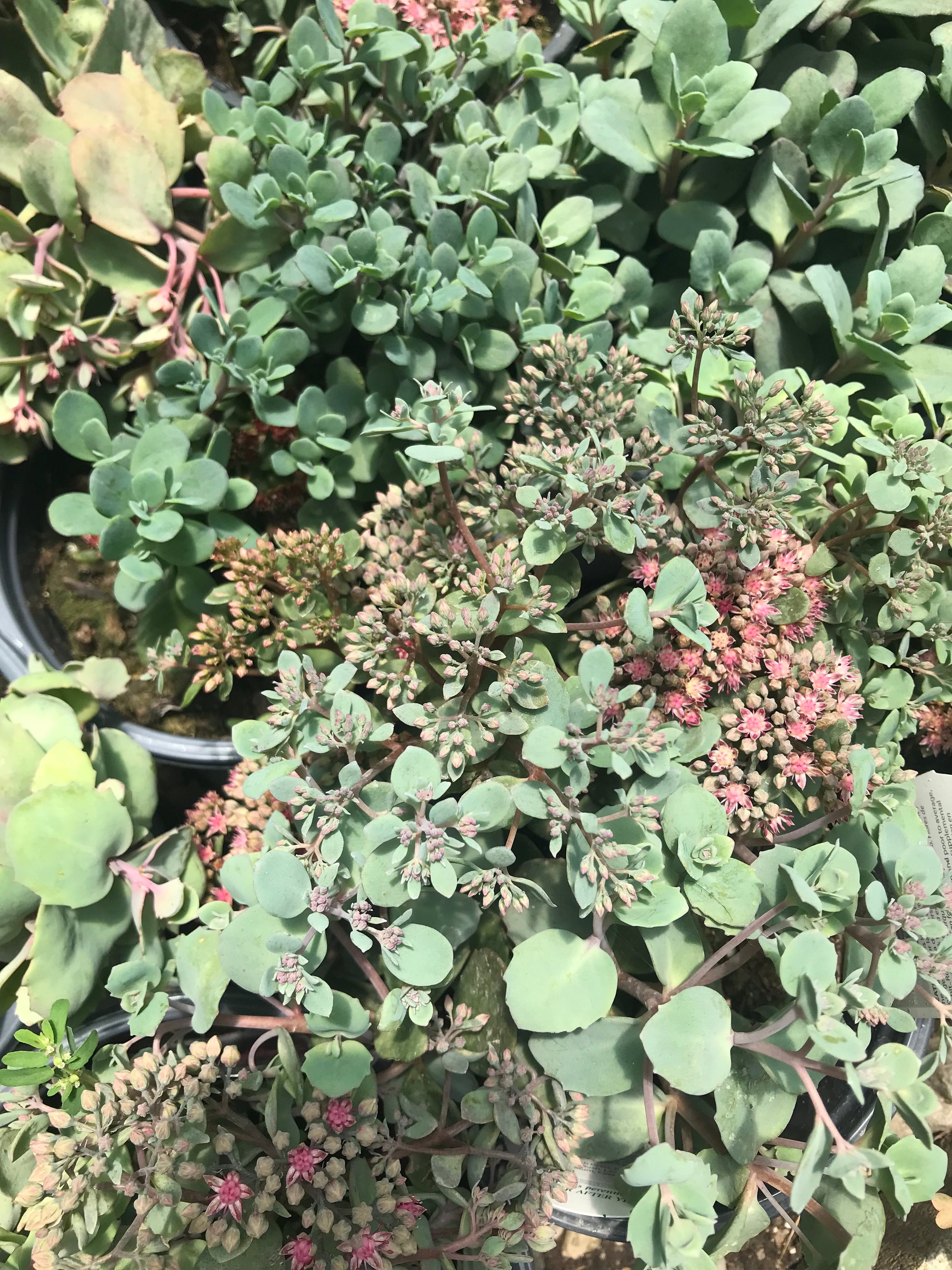Sedum Superstar - Proven Winner - Rock n Low | Grow Wild Greenery