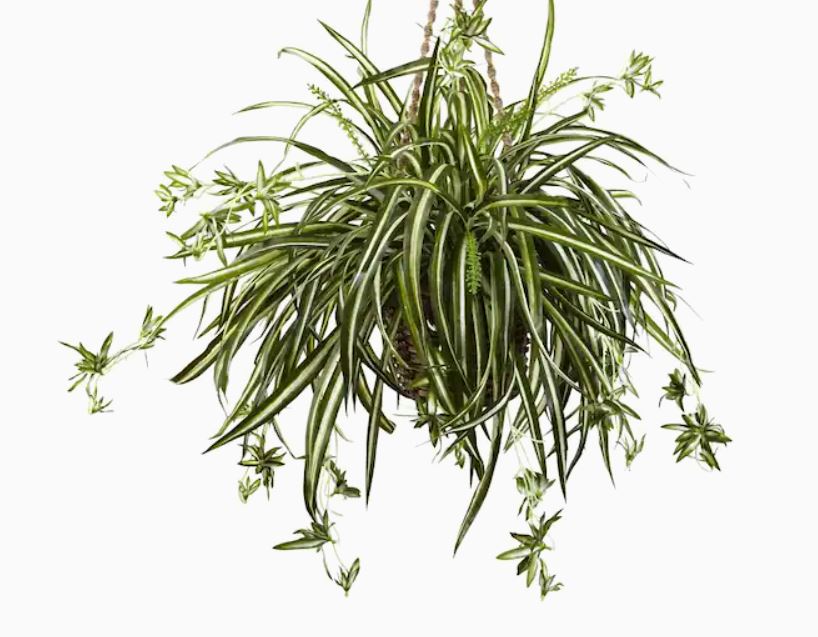 Airplane Plant - Spider Plant Chlorophytum Comosum | Grow Wild Greenery