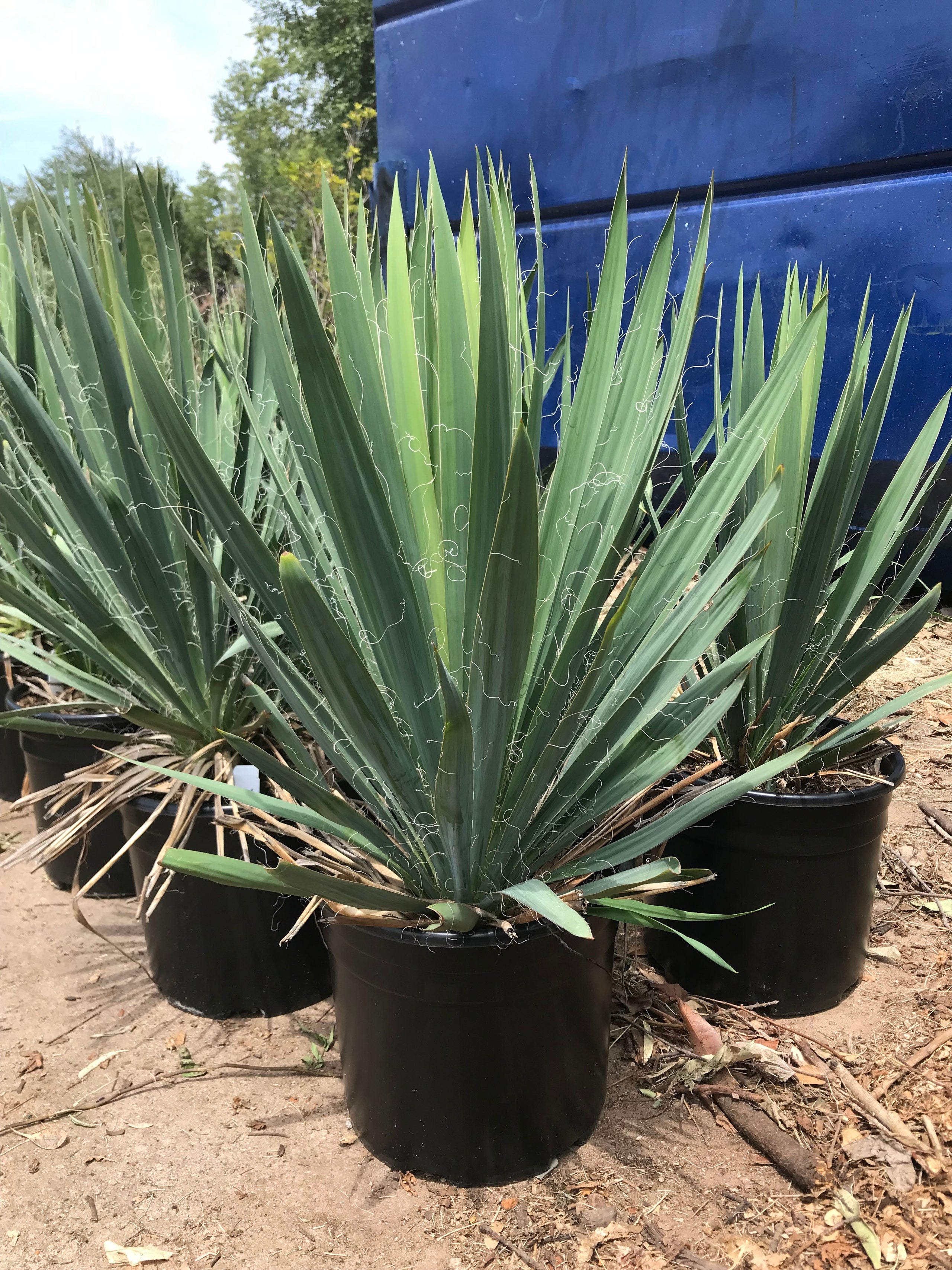Yucca Filamentosa Excalibur - Adam's Needle | Grow Wild Greenery