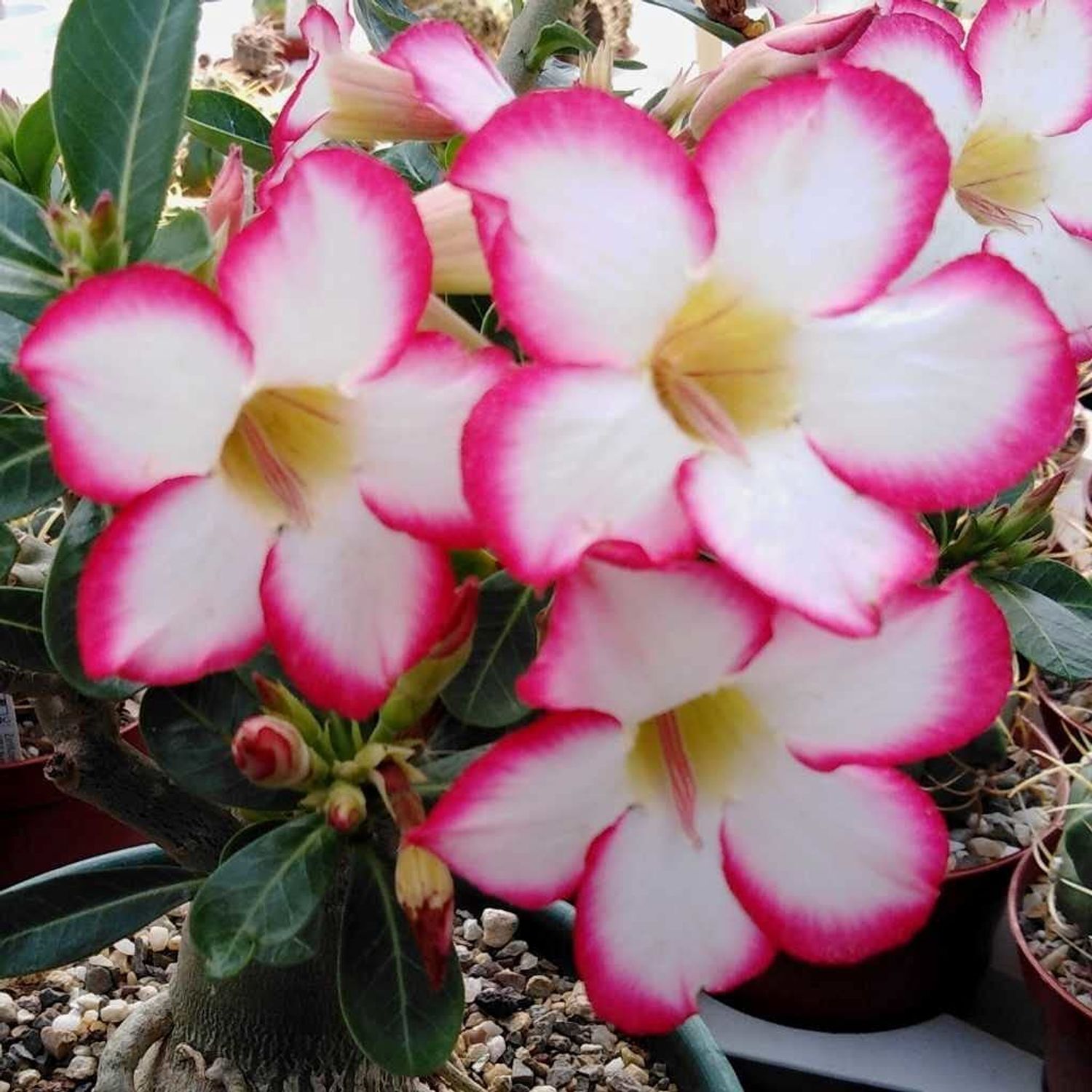 Picotee Desert Rose - Adenium Obesum | Grow Wild Greenery