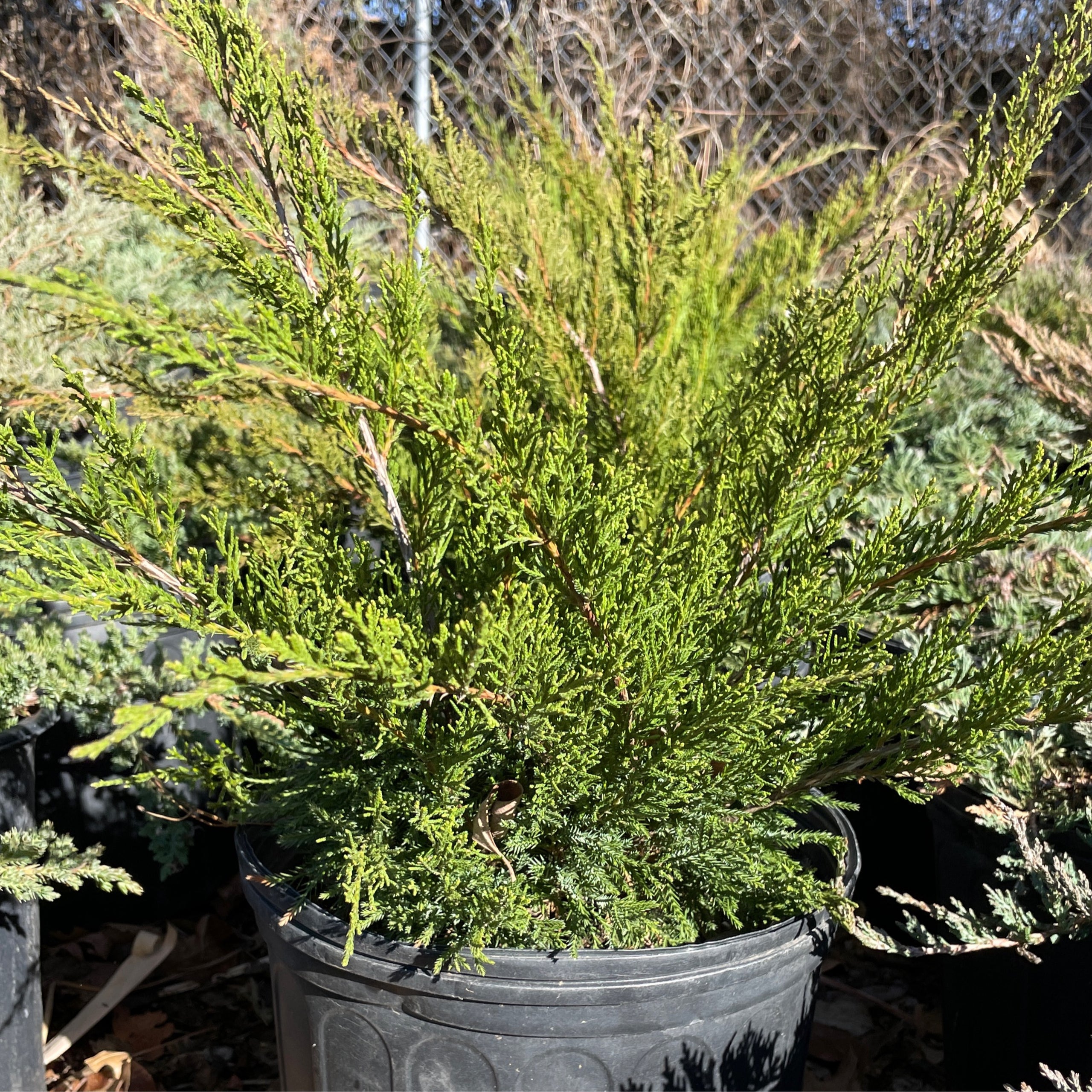 Juniper Andora Compacta - Evergreen | Grow Wild Greenery