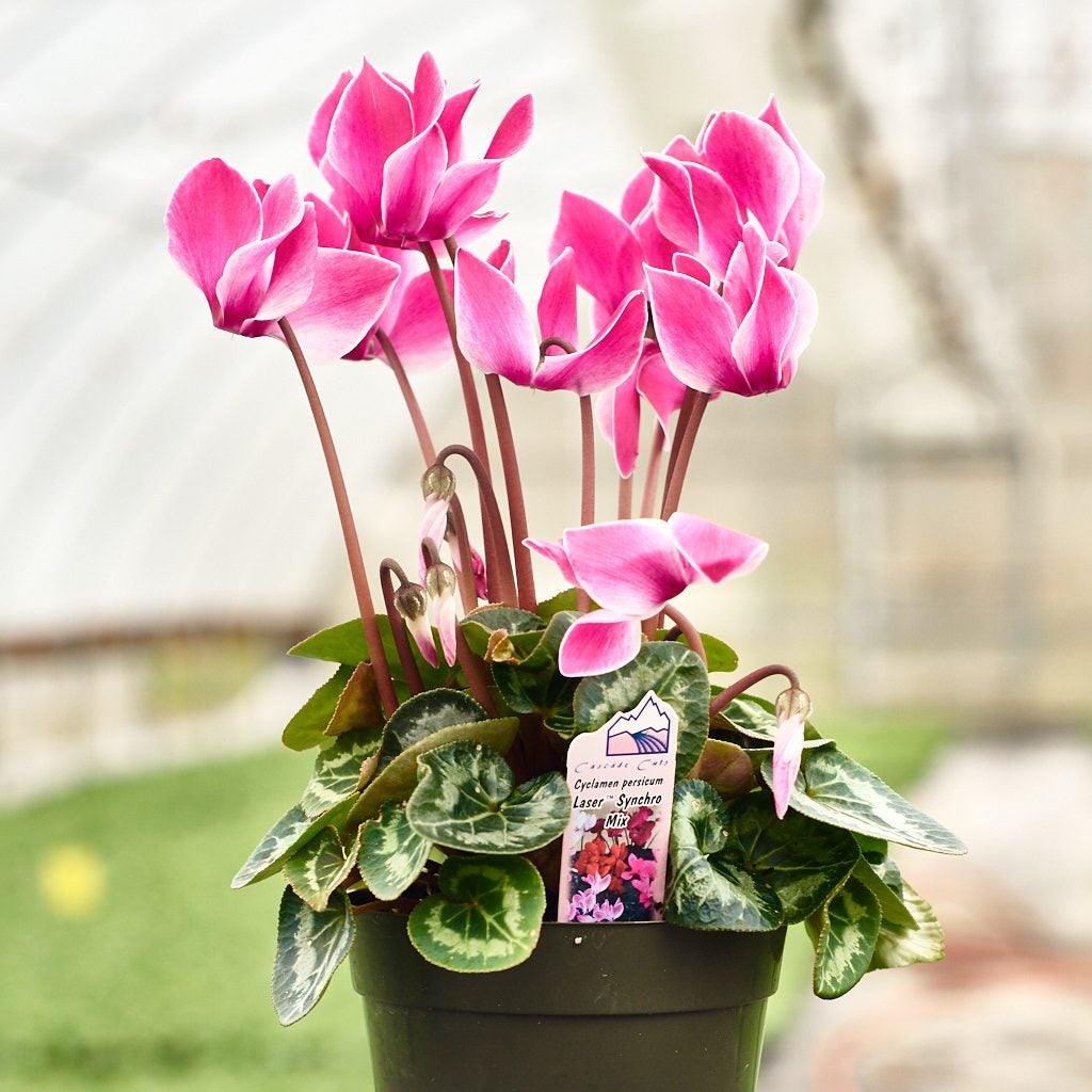 Cyclamen Laser Mix - multicolors | Grow Wild Greenery