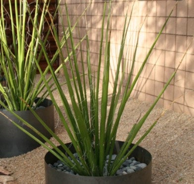 Hesperaloe Funifera - Giant Hesperaloe Yucca | Grow Wild Greenery