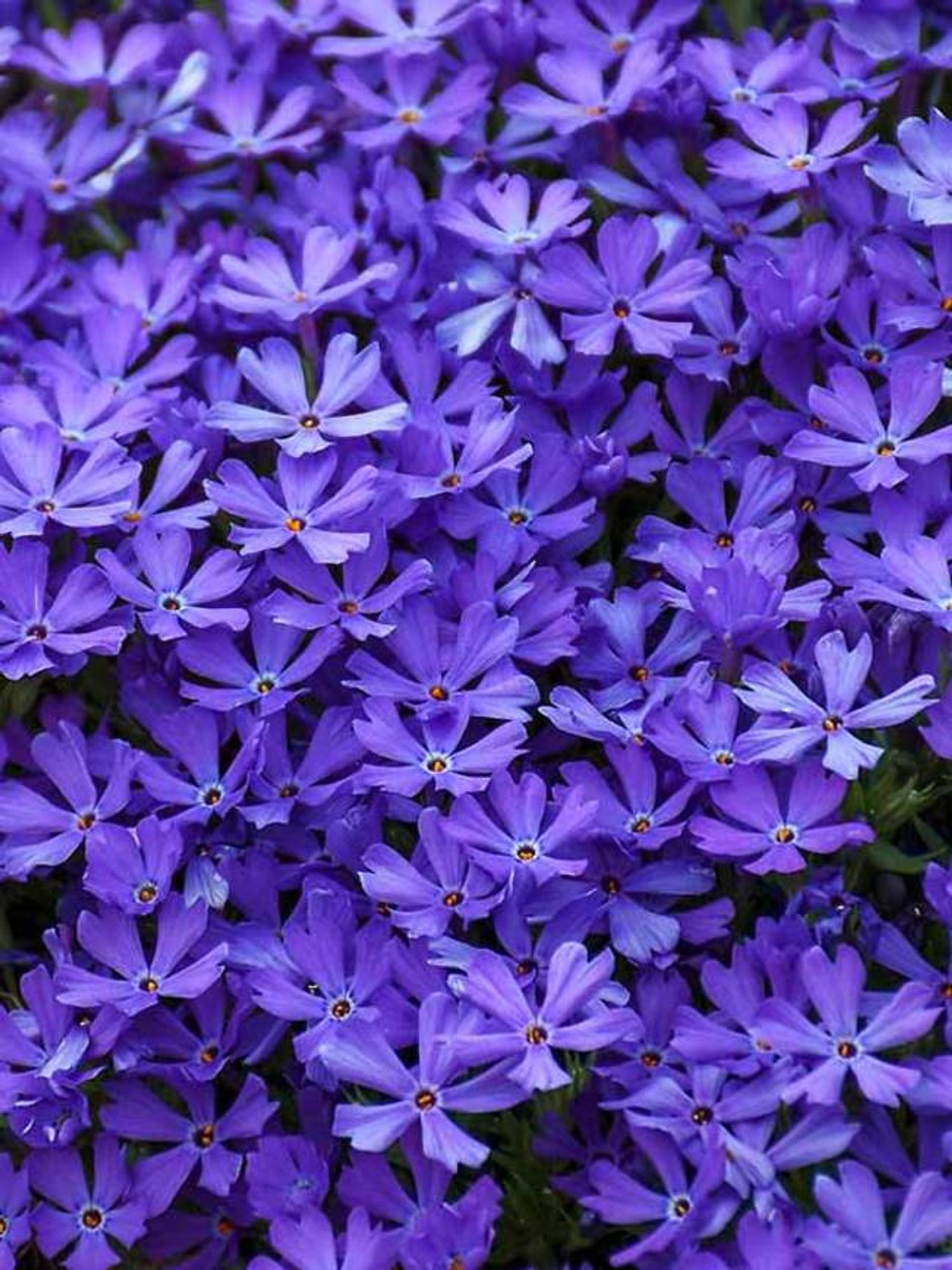 Phlox Violet Pinwheels - Creeping Phlox | Grow Wild Greenery