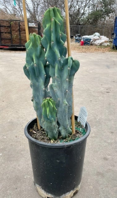 Cactus Cereus Monstrose Apple - Cerus | Grow Wild Greenery