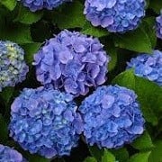 Hydrangea Champion Mysterious Bloom Blue | Grow Wild Greenery